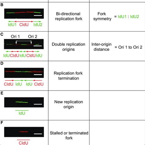 A Schematic Of The Dna Fiber Assay A Labeling Of Nascent Dna With