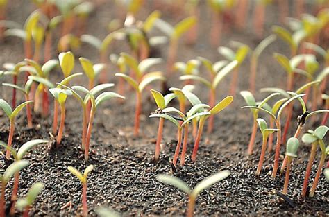 Гъст разсад се отглежда в сандъчета или в специална леха Български Фермер