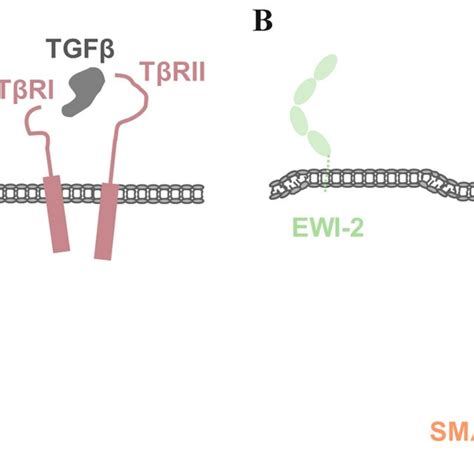 Regulation Of Tgfβ Receptor Signaling In Melanoma Cells By Tetraspanins