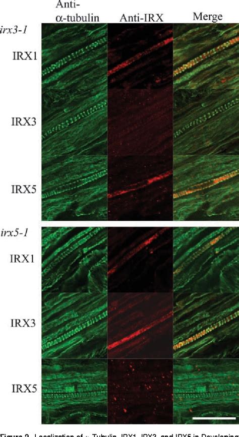 Cellulose Synthase Complex Semantic Scholar