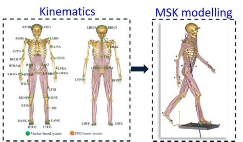 Using Musculoskeletal Models For Fracture Risk Prediction Integrating Predicted Ground Reaction