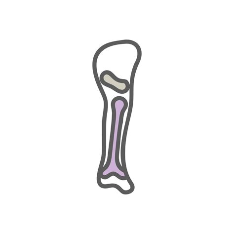 Tibia Detailed Anatomy Icon 55729250 Vector Art At Vecteezy