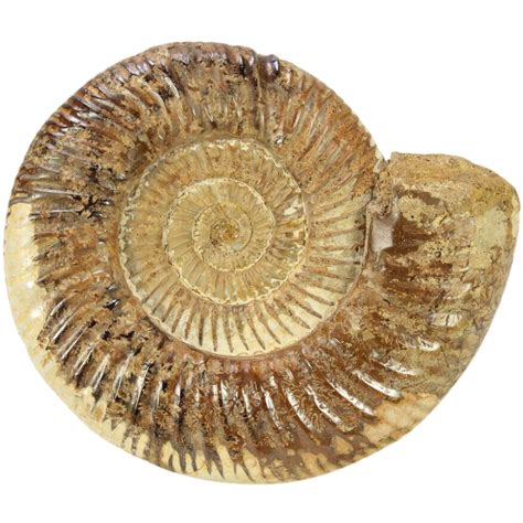 Ammonite Vs Ammolite How To Tell Them Apart With Photos