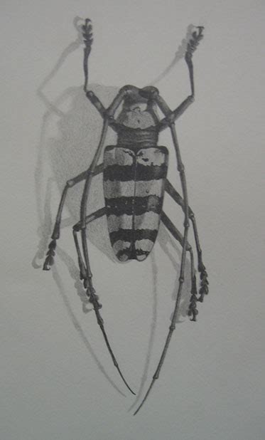 Lauren Levato Lh Project