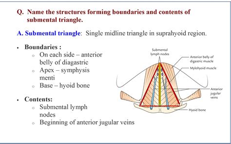 Anterior Triangle Of Neck And Submandibular At William Everhart Blog