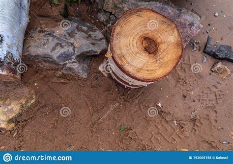 A Felled Birch Tree On The River Bank On A Summer Evening Stock Photo Image Of Evening Fresh