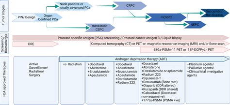 Frontiers Editorial Metastatic Castration Resistant Prostate Cancer