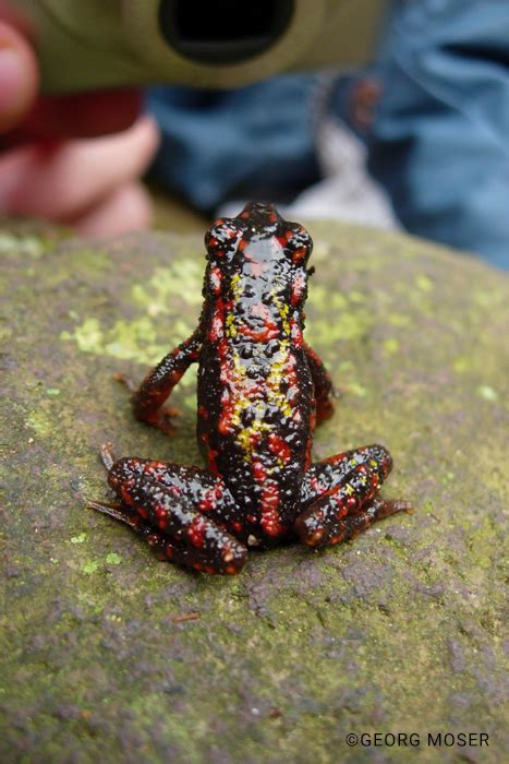 Bleeding Toad Leptophryne Cruentata