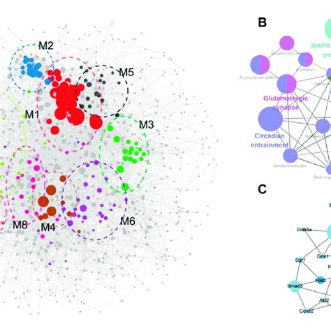 Ppi Network Construction A Ppi Network With Modules Comprising The Download Scientific