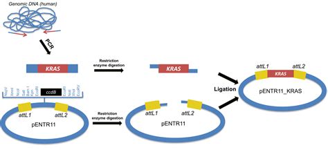 Plasmids 101 Gateway Cloning