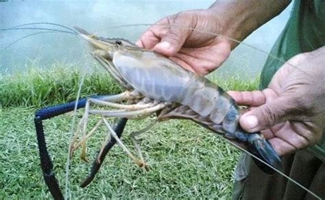 Panduan Lengkap Cara Sukses Budidaya Udang Galah Di Kolam Tanah Dengan Mudah