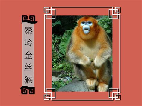 金丝猴多种多样你都认识吗