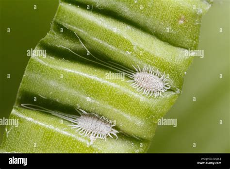Longtailed Mealybug Pseudococcus Longispinus Two Mealybugs In The Folds Of An Orchid Leaf