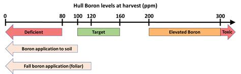 Dont Neglect Your Boron