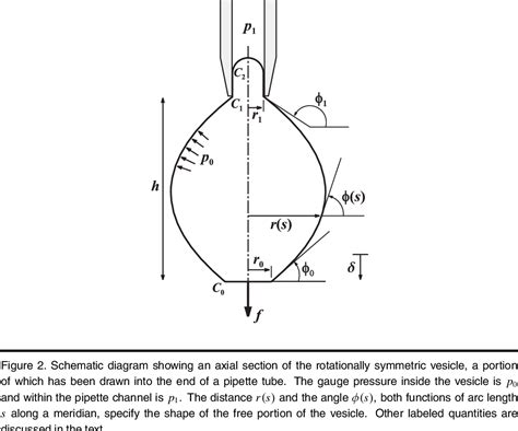 Figure 2 From The Stiffness Of A Biomembrane Force Probe Vesicle Semantic Scholar