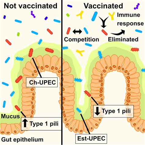 Uropathogenic Escherichia Coli Niche Occupancy Determines The Effects Of Mucosal Vaccine Against