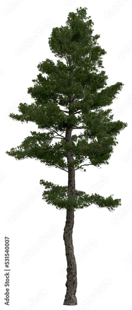 3d Rendering Of Pinus Strobus Png Vegetation Tree For Compositing Or Architectural Use No
