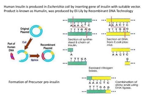 Production Of Recombinant Insulin Optical Priority