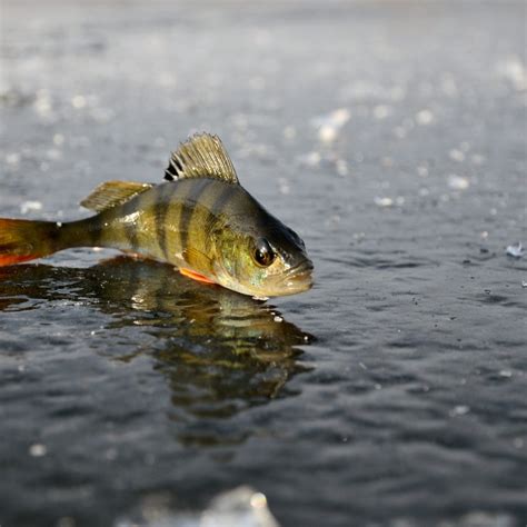 Картинки окунь (100 фото)