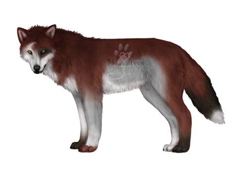 Litai Storm Suerte Litai