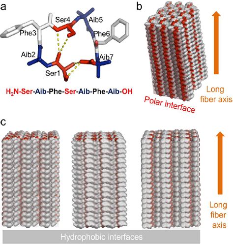 Shr Ff Peptide Assembly A Sequence And Crystal Structure Of Shr Ff