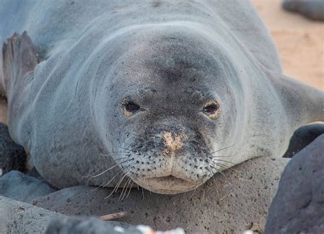 Foca Monje Del Caribe