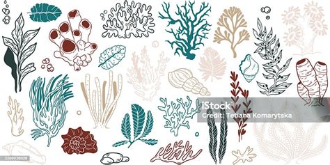 평평한 윤곽선 해초 산호 추상적 인 유기적 모양 수중 식물 야수파 스타일 요소 귀여운 바다 그림 만화 바다 꽃 세트 트렌디 한 최소 벡터 세트입니다 0명에 대한 스톡 벡터