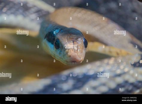 Fire Ball Python Snake Wrapped Around A Branch Python A Popular Pet