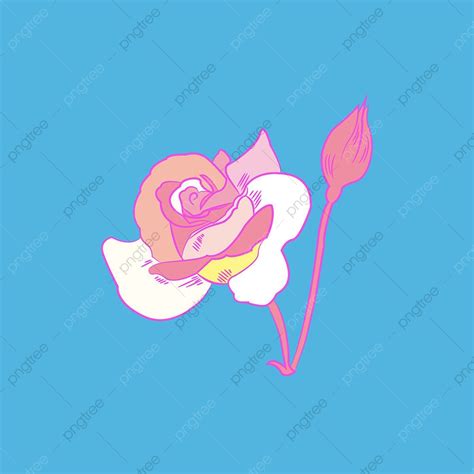 파란색 배경에 흰 장미의 섬세한 꽃 의 섬세한 꽃잎 Png 일러스트 및 벡터 에 대한 무료 다운로드 Pngtree