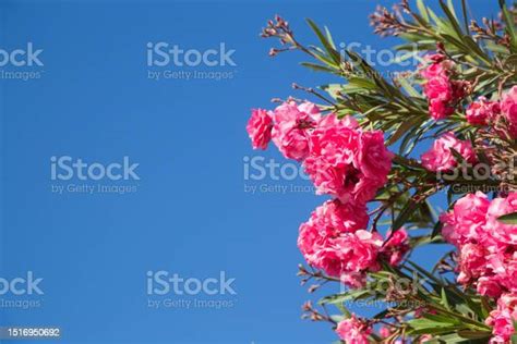 분홍색 서양협죽도 꽃이나 정원에 네륨이 피고 배경에 푸른 밝은 하늘이 있습니다 텍스트와 이미지를 삽입하기 위한 프레임과 배경 자연스러운 여름과 봄 배경입니다 복사 공간 0