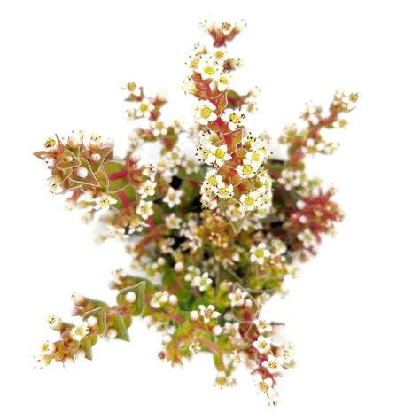 Crassula Pagoda Village Succulent Care Instruction Succulents Box