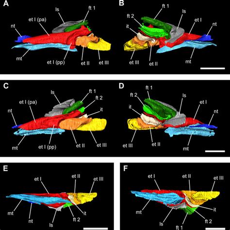 Virtual Three Dimensional Models Of The Right Adult Turbinal Skeleton