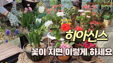 히아신스 꽃이 지면 이렇게 하세요 Youtube