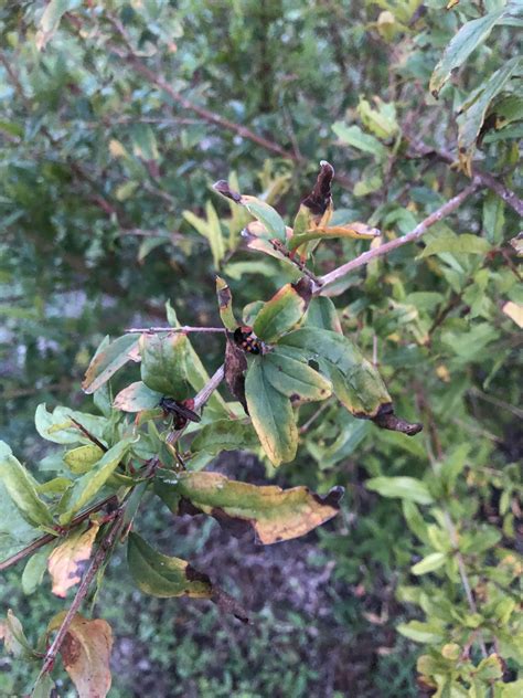 What Is This Wasp Like Bug On My Pomegranate Tree That Seems To Be