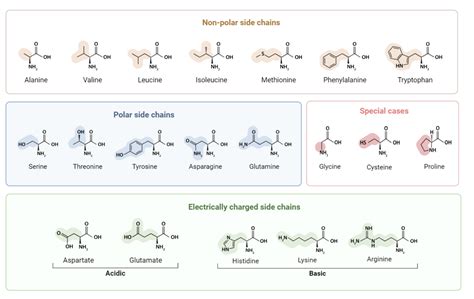 Basic Amino Acid Polypeptide Structure Protein Structure And Function