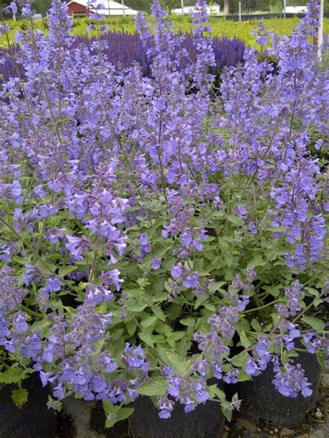 Walkers Low Catmint Kiwi Nurseries