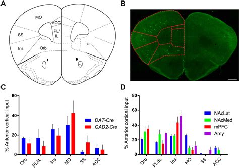 Circuit Architecture Of Vta Dopamine Neurons Revealed By Systematic Input Output Mapping Cell