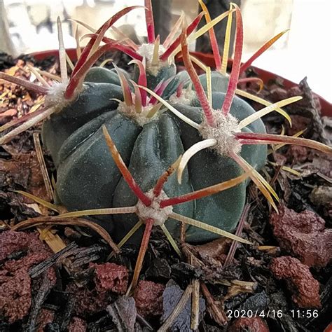 My Ferocactus Wislizenii R Cactus