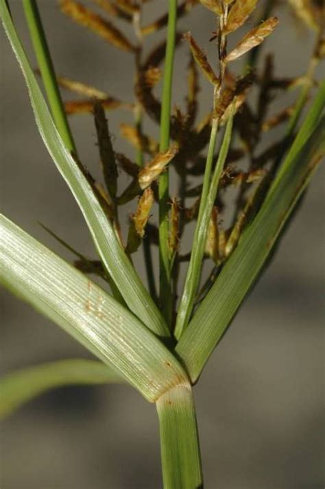 Yellow Nutsedge Identification And Control King County Washington