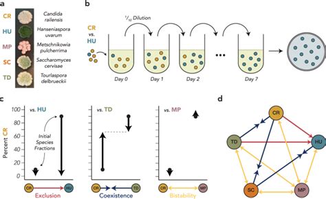 葡萄酒发酵酵母群落中强烈的乙醇和频率依赖性生态相互作用 Communications Biology X Mol