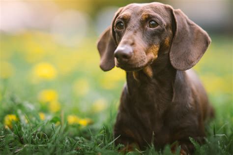 毛孩讀心術》等愛犬投胎 飼主離世溝通問怎認出來 牠1句話引淚崩 萌寵 網推