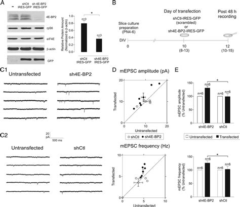 Facilitation Of Ampar Mediated Spontaneous Miniature Synaptic Activity