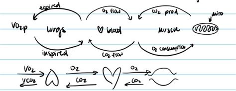 Lecture 8 Vo2 Kinetics Flashcards Quizlet