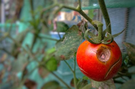 Homeowner Asks For Help After Finding A Cleverly Disguised Garden Menace They Are The No 1