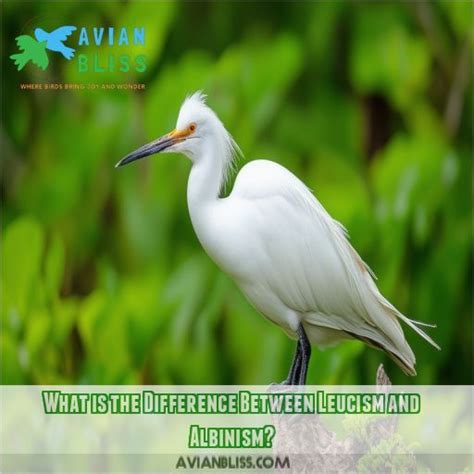 Leucistic And Albino Birds Learn The Difference Azkis