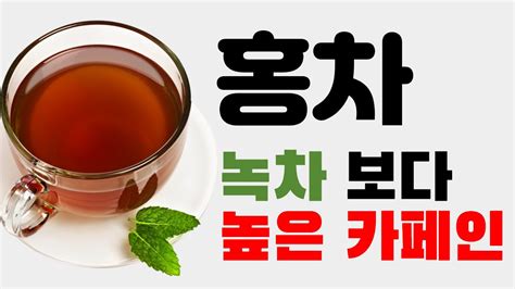 녹차의 종류 식물도감 차나무 녹차 홍차 우롱차 보이차 YouTube