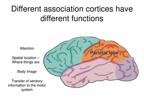 Ppt Association Cortex Asymmetries And Cortical Localization Of