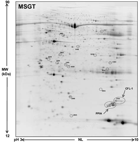 A Representative 2 DE Map Of MSGT Spots Circled Indicate All The Download Scientific Diagram