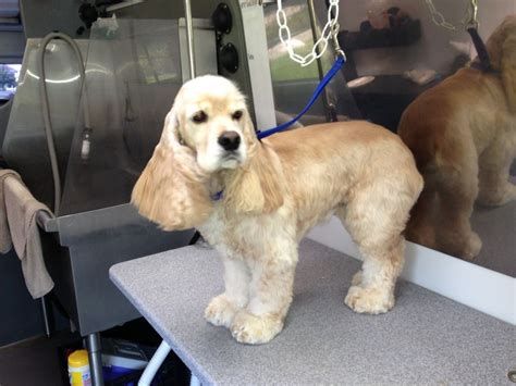 Short Hair English Cocker Spaniel At Jorja Helms Blog