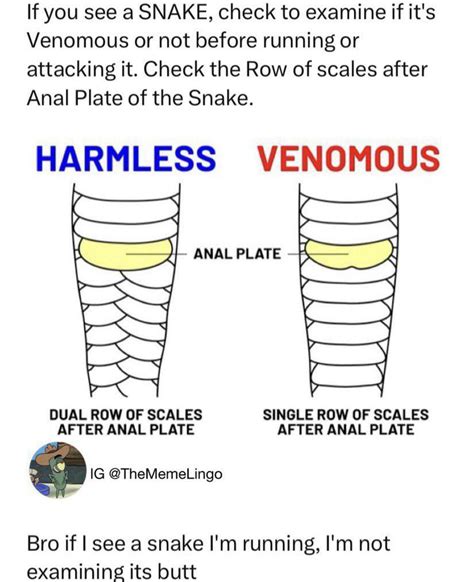 Snake Taxonomy The Field Guide Vs Reality ·